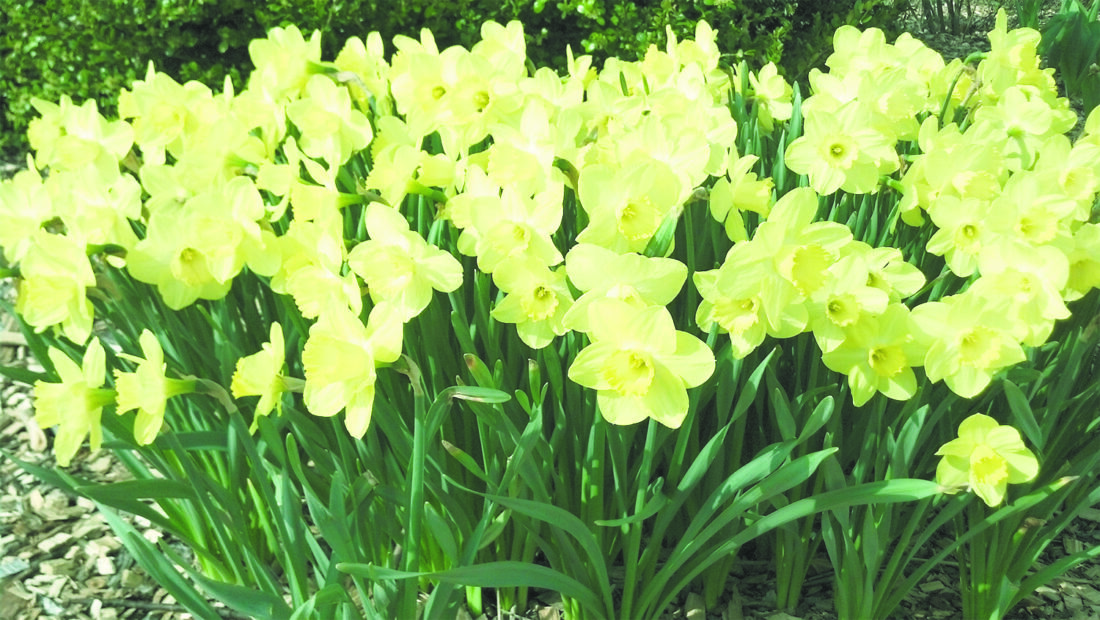 Options bloom for spring bulbs | News, Sports, Jobs - The Vindicator